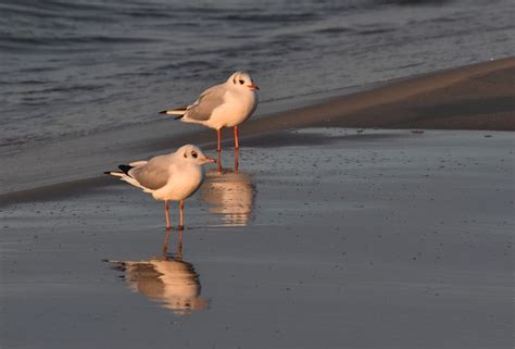 Mewy Ptaki Plaża Darmowe zdjęcie na Pixabay Pixabay