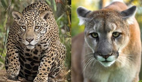 Principais diferenças entre a onça pintada e a onça parda