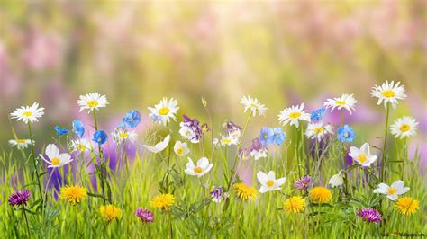 Haut 108 images fond d écran printemps 1920x1080 fr thptnganamst edu vn