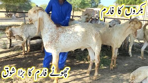 biggest goats makhi cheene bakron ka farm چھوٹے فارم کا بڑا شوق