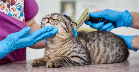Comment emmener votre chat chez le vétérinaire Sepicat