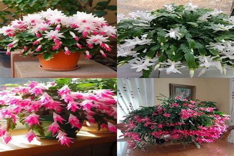 Comment Faire Fleurir Un Cactus De Noël Super recette facile