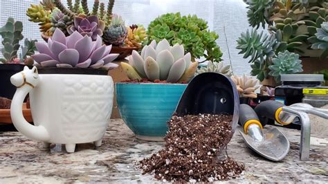There Are Many Potted Succulents And Gardening Tools On The Counter