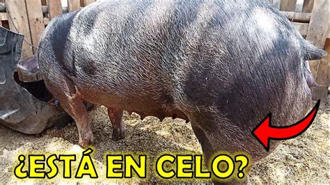 CÓMO SABER SI MI CERDA ESTÁ EN CELO Luego fue tomada por nuestro