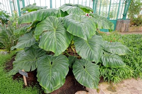 25 Low Maintenance Outdoor Plants In India India Gardening