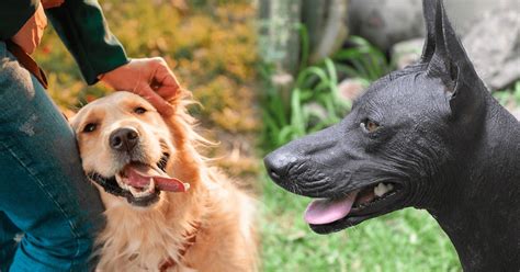 Día Mundial del perro 2023 cuándo es y por qué se celebra Día de