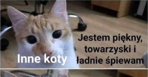 Taki oto mem z moim kotem dla was byście fajny dzień mieli D Jeja pl