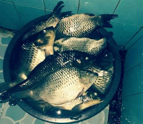 Cara Buat Umpan Ikan Mas Lomba