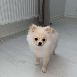 1 år gammal Pomeranian säljs av Nor från Hisings kärra Skaffa Hund