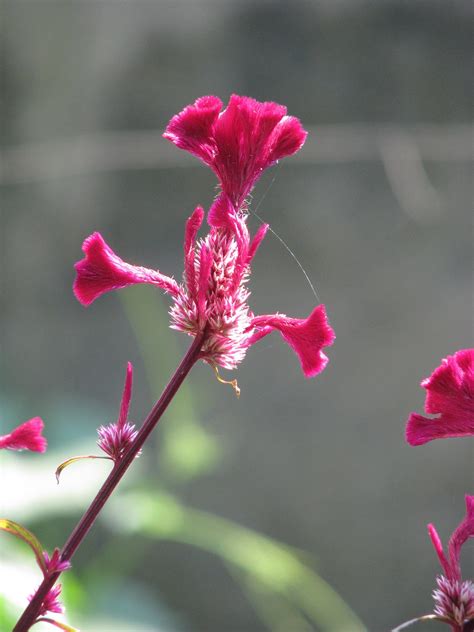 Bloem Rood Roze Gratis Foto Op Pixabay Pixabay