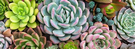 How To Grow And Care For Succulents Indoors Bioadvanced