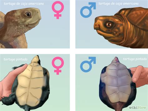 Cómo saber si una tortuga es hembra o macho 8 pasos