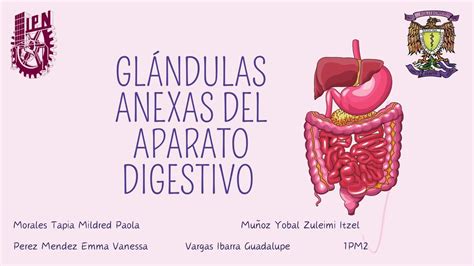 Gl Ndulas Anexas Del Aparato Digestivo Ale Vaib Udocz