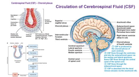 CNS INFECTIONS MICRO Flashcards Quizlet