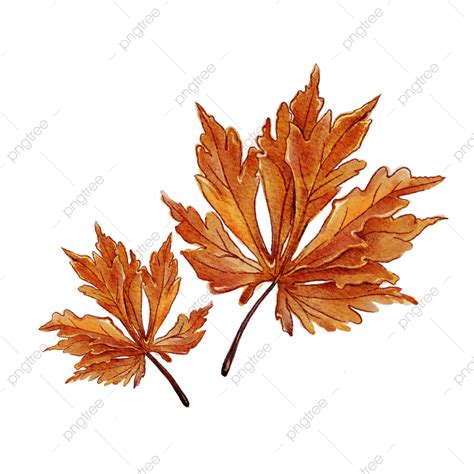 Follaje De Arce Japonés En Otoño Acuarela Arte E Ilustración PNG Arce