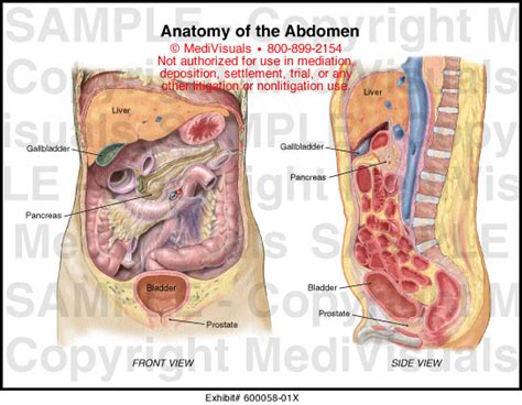 Anatomy Of The Abdomen Medical Illustration Medivisuals