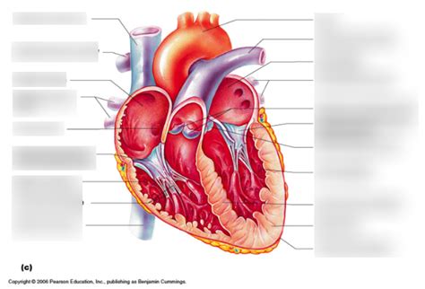 Hap Internal Heart Structure Labeling Diagram Quizlet