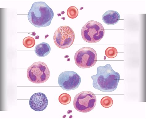 Blood Cells Diagram Quizlet