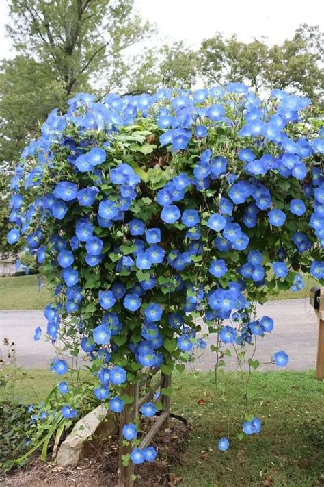 Summer Garden Plants Vibrant Blooms Edible Harvests