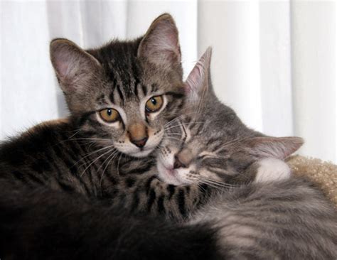 Of The Best Pictures Of Kittens Hugging