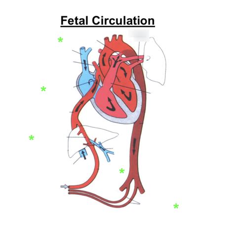 Fetal Circulation Diagram Quizlet