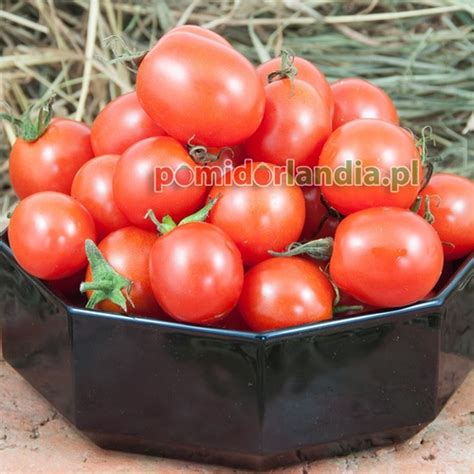 Russian 117 Red Nasiona Pomidory Nasiona i sadzonki pomidorów i
