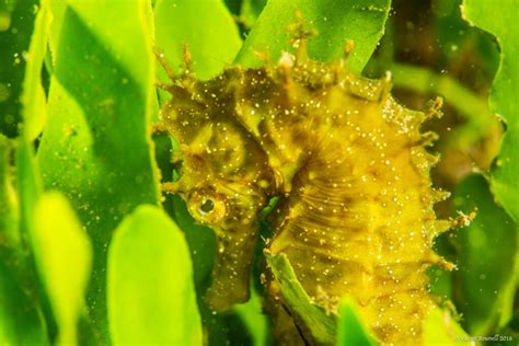 Aprendiendo sobre fotografía submarina y biología de los caballitos de