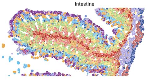 Transcriptomics Solution STOmics