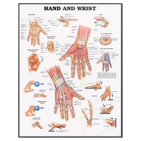 Hand And Wrist Chart Medwest A Visual Reference Of Charts Chart Master