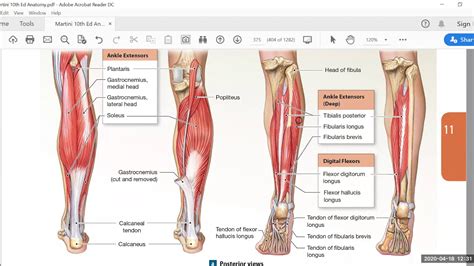 Muscle That Move The Foot And Toes Extrensic Muscles Youtube