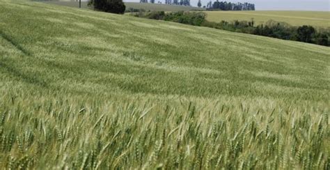 Trigo Análise Conjuntural Agromensal Outubro 22 Cepea Esalq USP