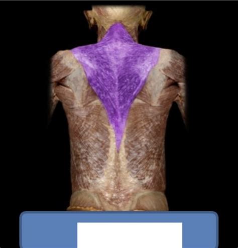 Muscles That Move Pectoral Girdle Flashcards Quizlet