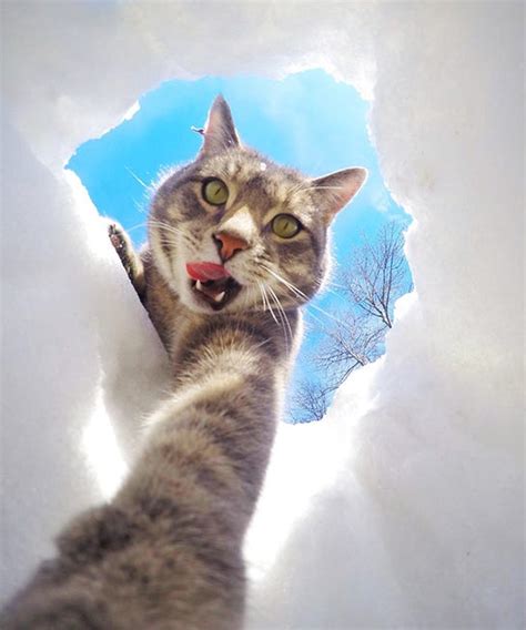 Instagram Cat Selfies Photos