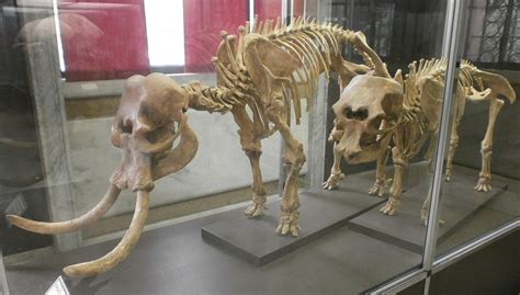 Museo Di Storia Naturale Milano Viajar A Italia