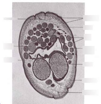 Ascaris Lumbricoides Male And Female Cross Section