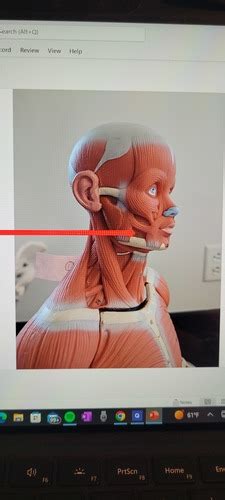 Muscles Of The Head And Neck Flashcards Quizlet