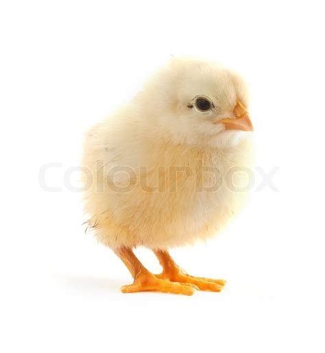 Den gule lille kylling isoleret på en hvid baggrund stock foto