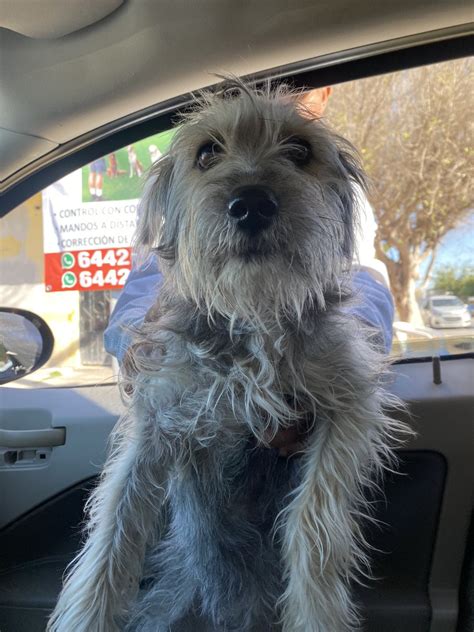 El Principito On Twitter Rt Xochitlkarla Me Encontr A Esta Perrita