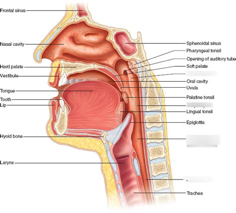 Oesophagus Diagram
