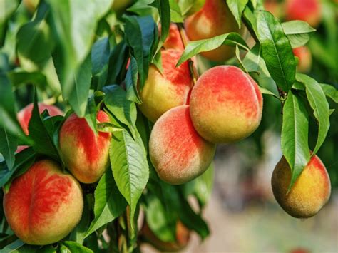 5 cuidados básicos para un árbol de durazno en maceta