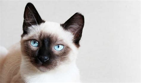 ℹ Qué color de ojos tiene los gatos siameses