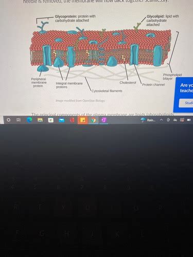 Membranes Structure And Function Flashcards Quizlet