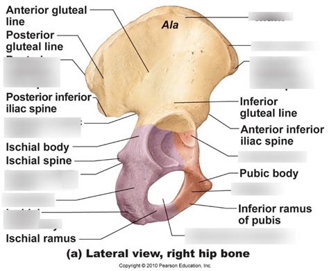 Pelvic Girdle Diagram Quizlet