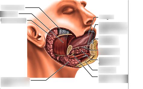 Salivary Gland Diagram Diagram Quizlet