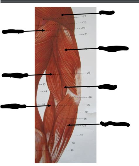 Muscular System Wall Chart Posterior Pt 3 Diagram Quizlet