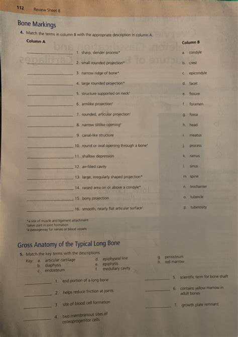 Solved Gross Anatomy Of The Typical Long Bone From Review Chegg