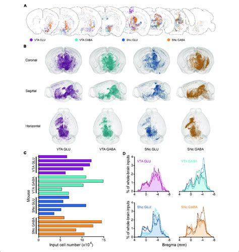whole brain monosynaptic inputs to glutamatergic and gabaergic download scientific diagram