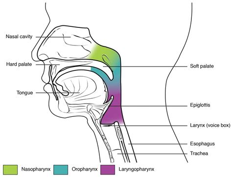 Organs And Structures Of The Respiratory System Bio Human Biology