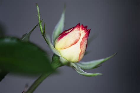 Rose Flower Romantic Free Photo On Pixabay Pixabay