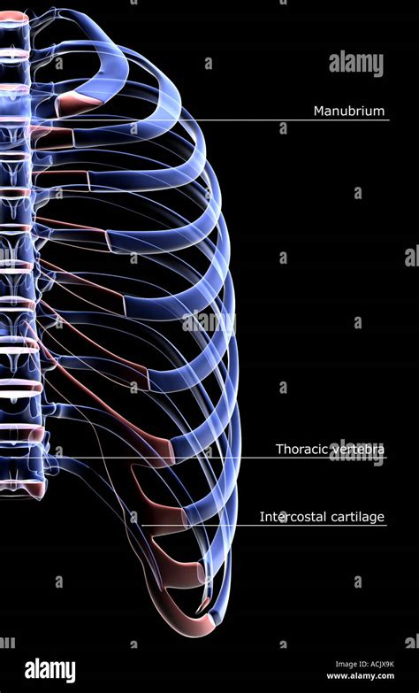Xiphoid Process Level